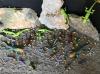 Wildlife of Maridun - Wildlife of Maridun - Gallery - DakkaDakka