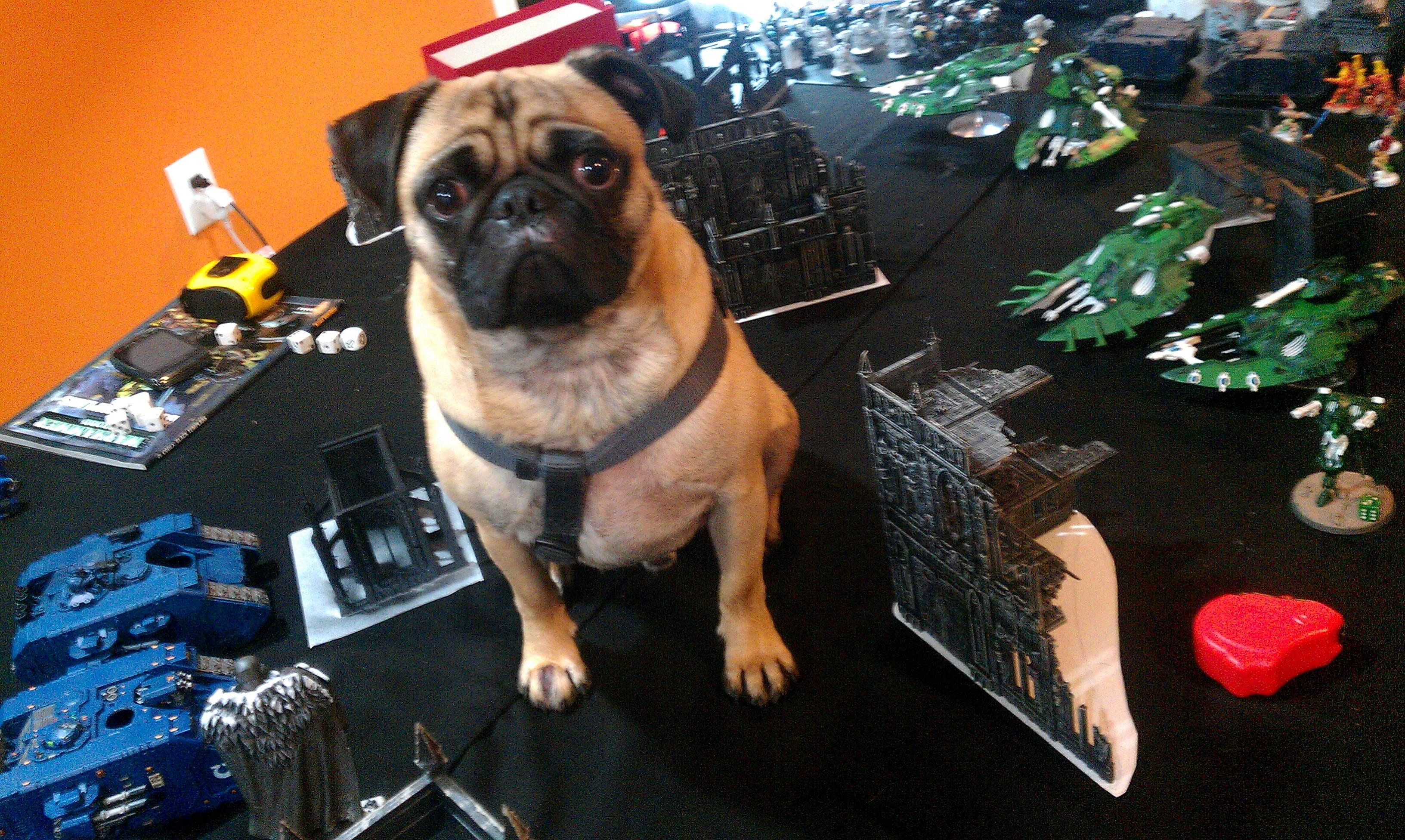 Space Marine Pug